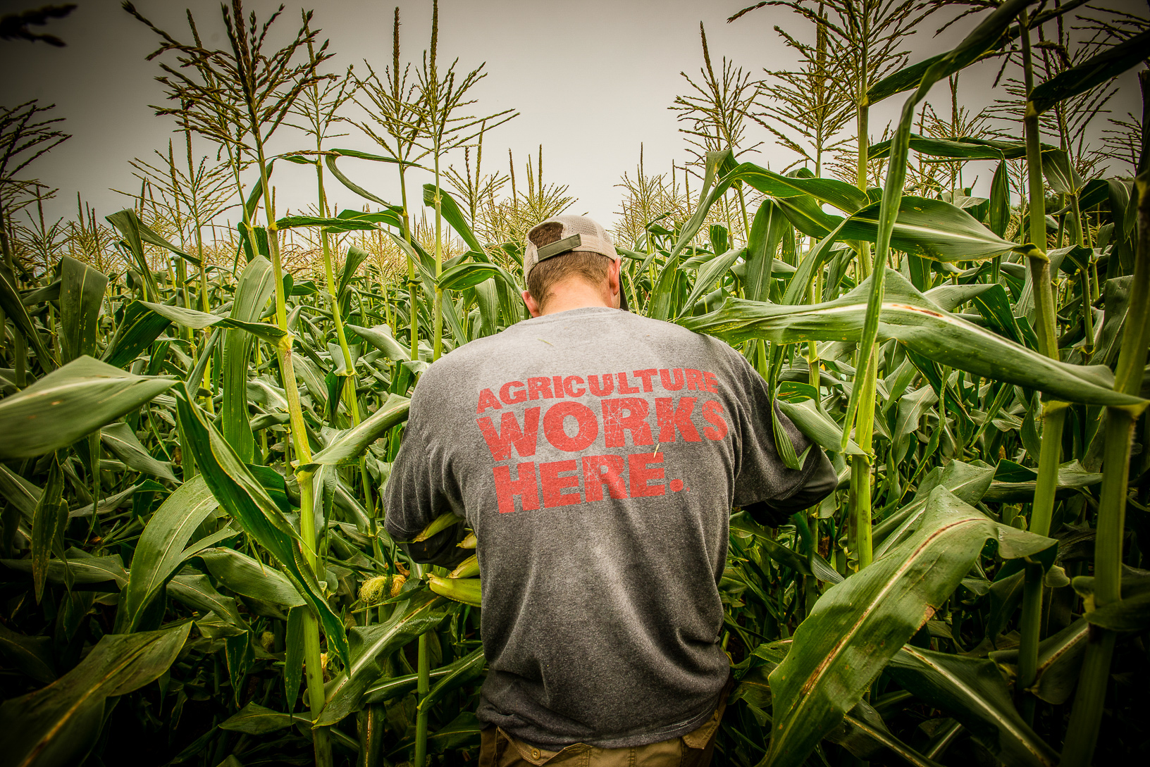 Consumer Q&A: From Corn Uses to Egg Labels to Cooking with Herbs