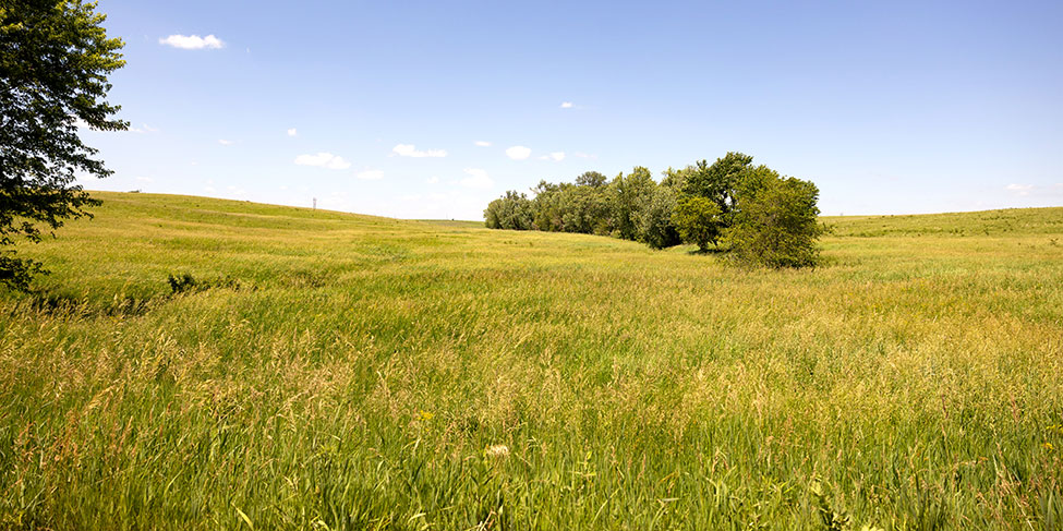 Rebuilding the Prairie That Built Iowa’s Soil
