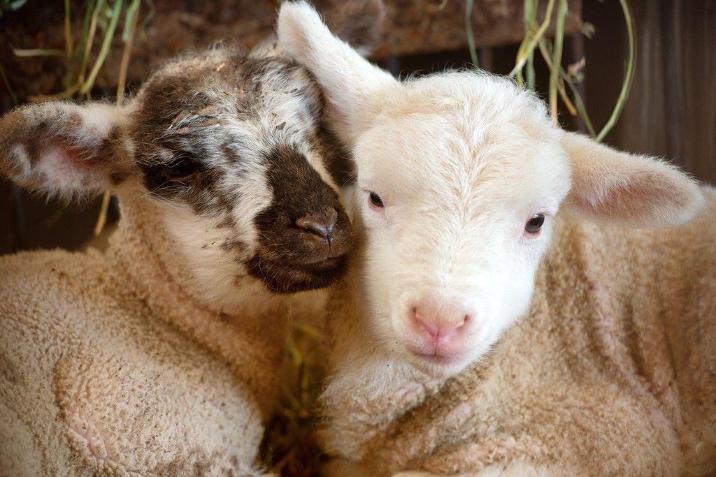 The New Shepherds on the Block